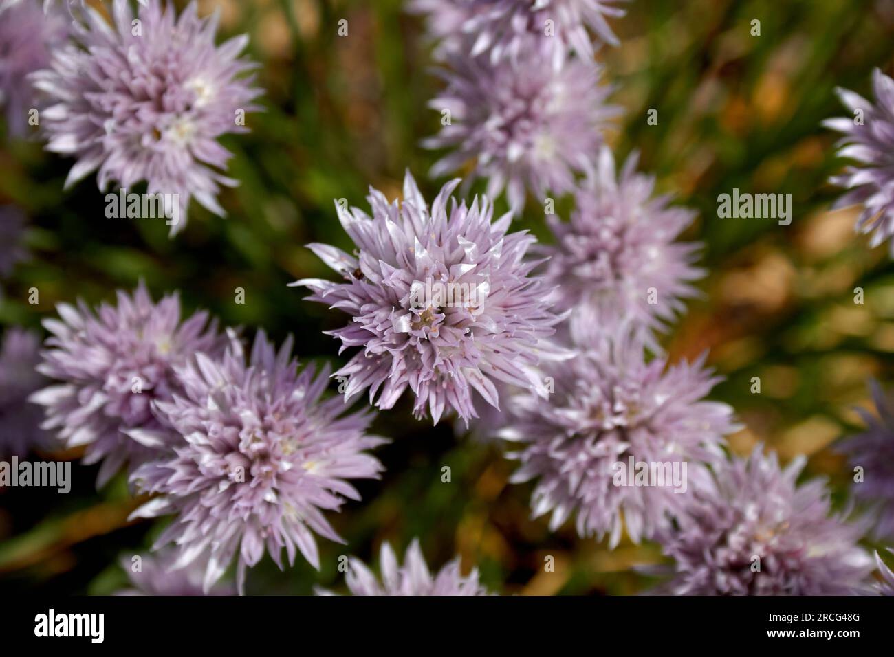 Chive plants hi-res stock photography and images - Alamy