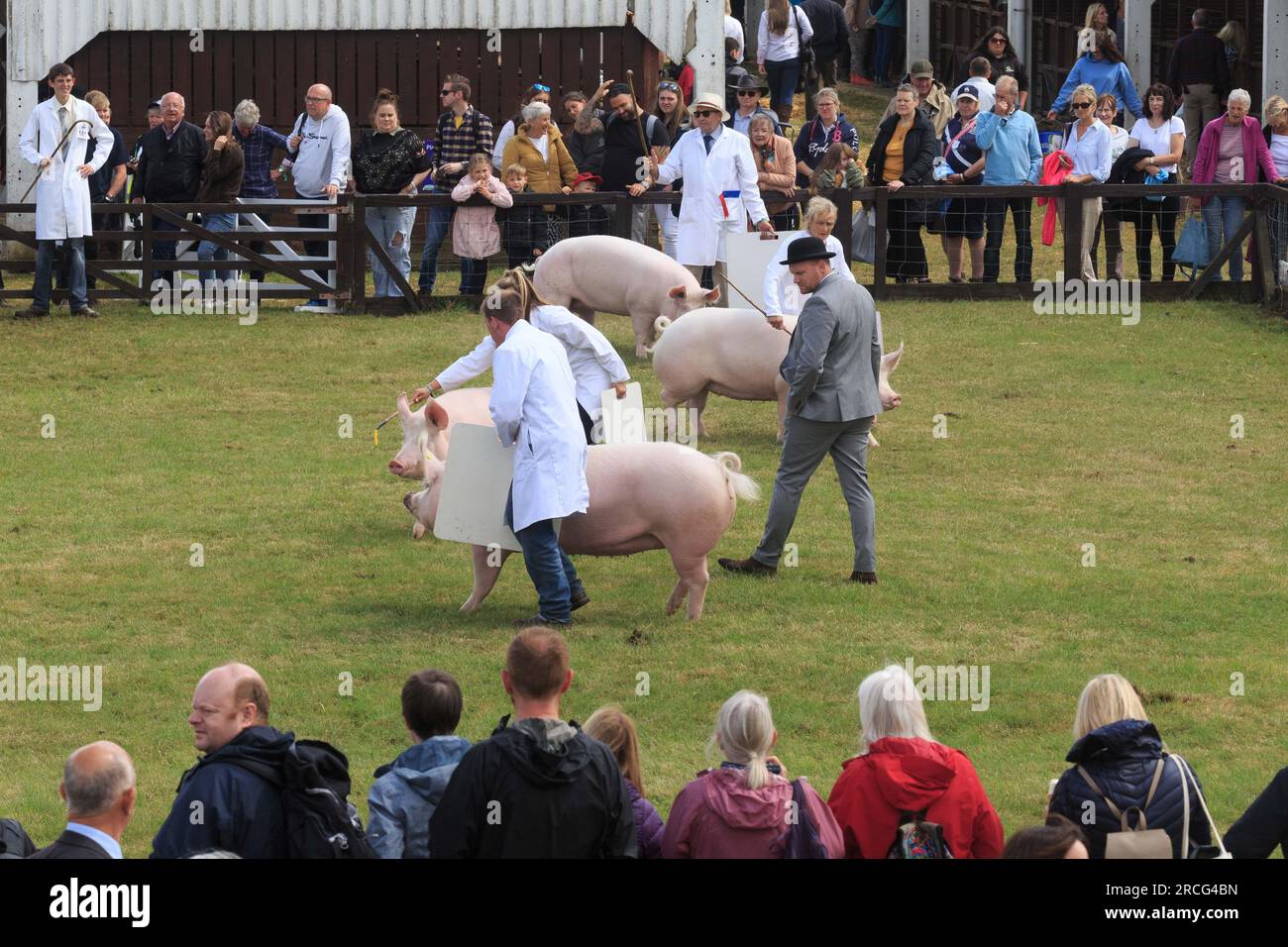 11th July 2023 Showing pigs at the Great Yorkshire Stock Photo - Alamy