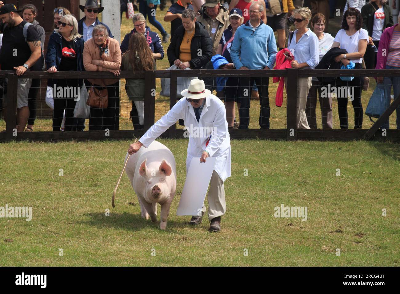 11th July 2023 Showing pigs at the Great Yorkshire Stock Photo - Alamy