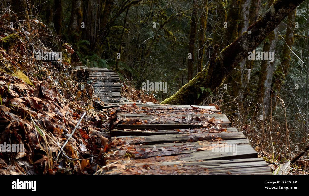 Boardwalk trees in forest boardwalk hi-res stock photography and images ...