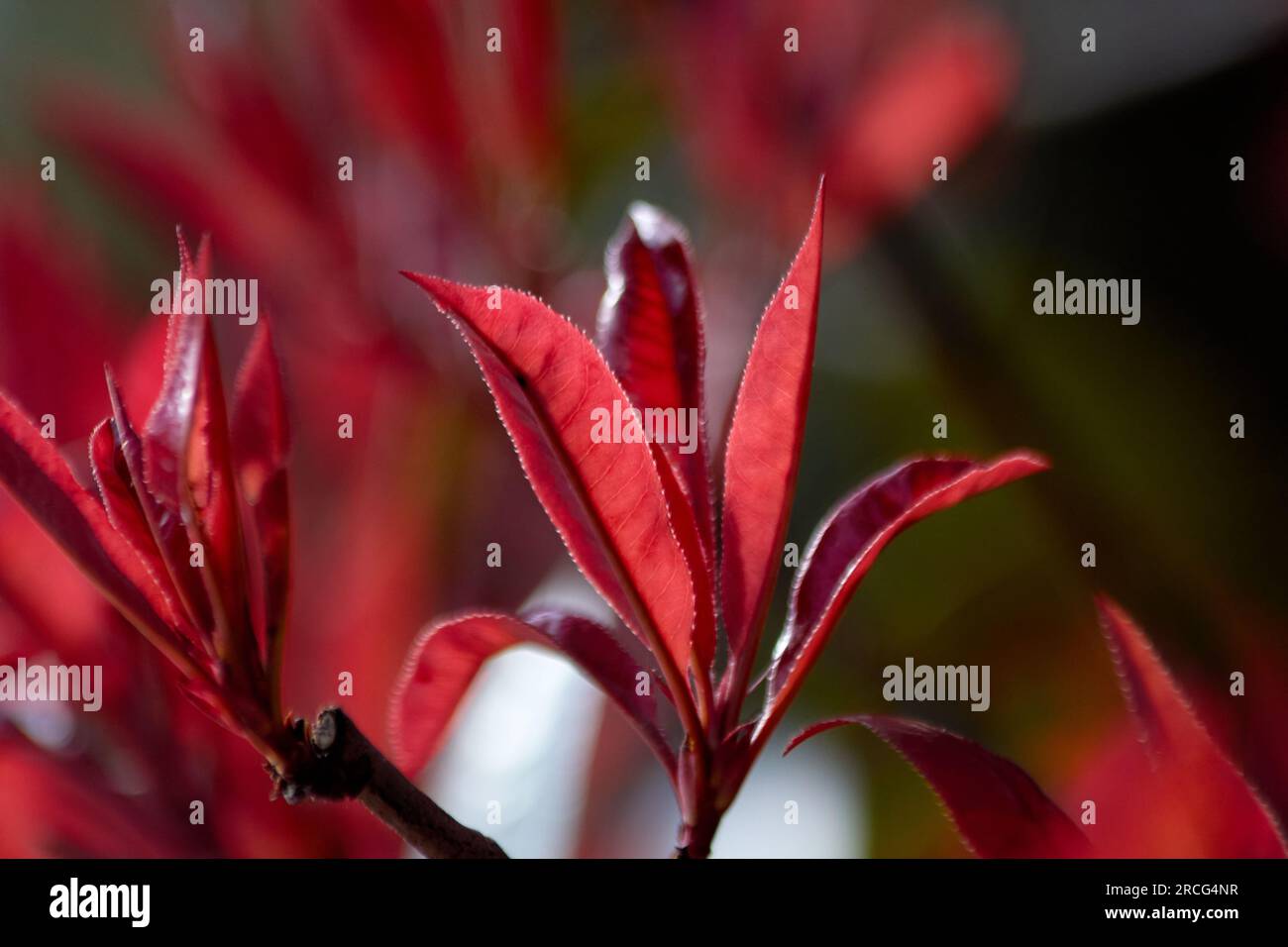 A plant with red leaves is illuminated by the sunshine Stock Photo - Alamy