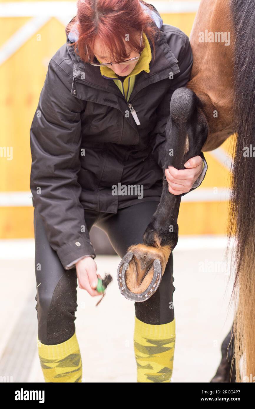 Horse hoof care clean and brush closeup. Mid Hispanic woman blacksmith ...