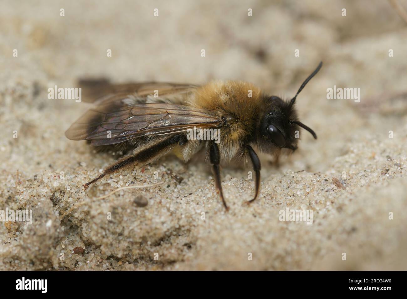 Natural closeup on a female of the endangered nycthemeral mining bee ...