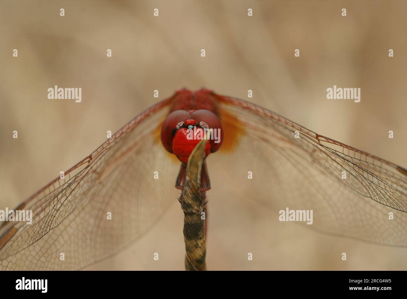 Odonata anisoptera scarlet insect hi-res stock photography and images ...