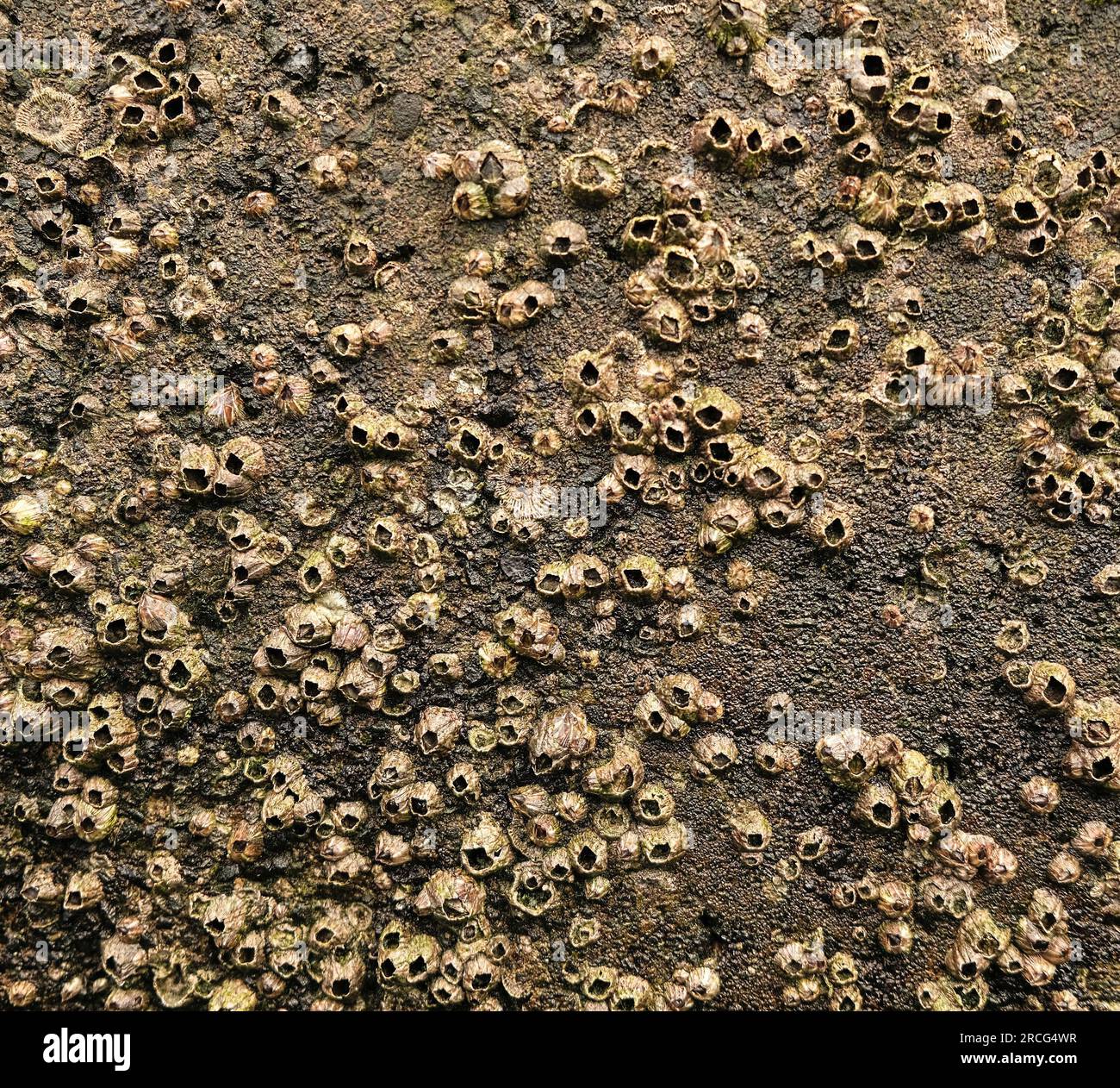 Barnacles of the acorn barnacle family (Balanomorpha Stock Photo - Alamy