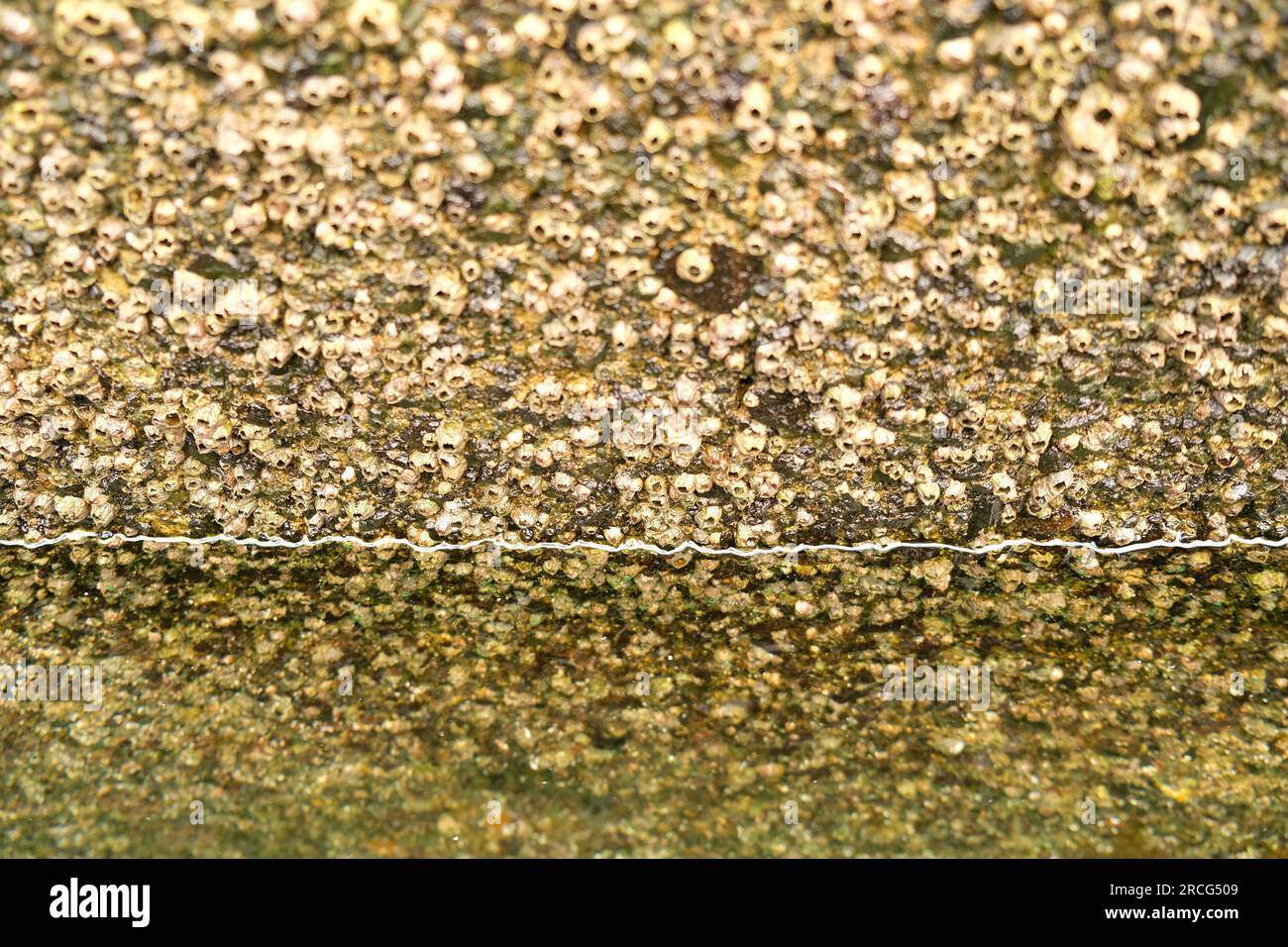 Water surface and barnacles on a sea wall at low tide, horizontal ...