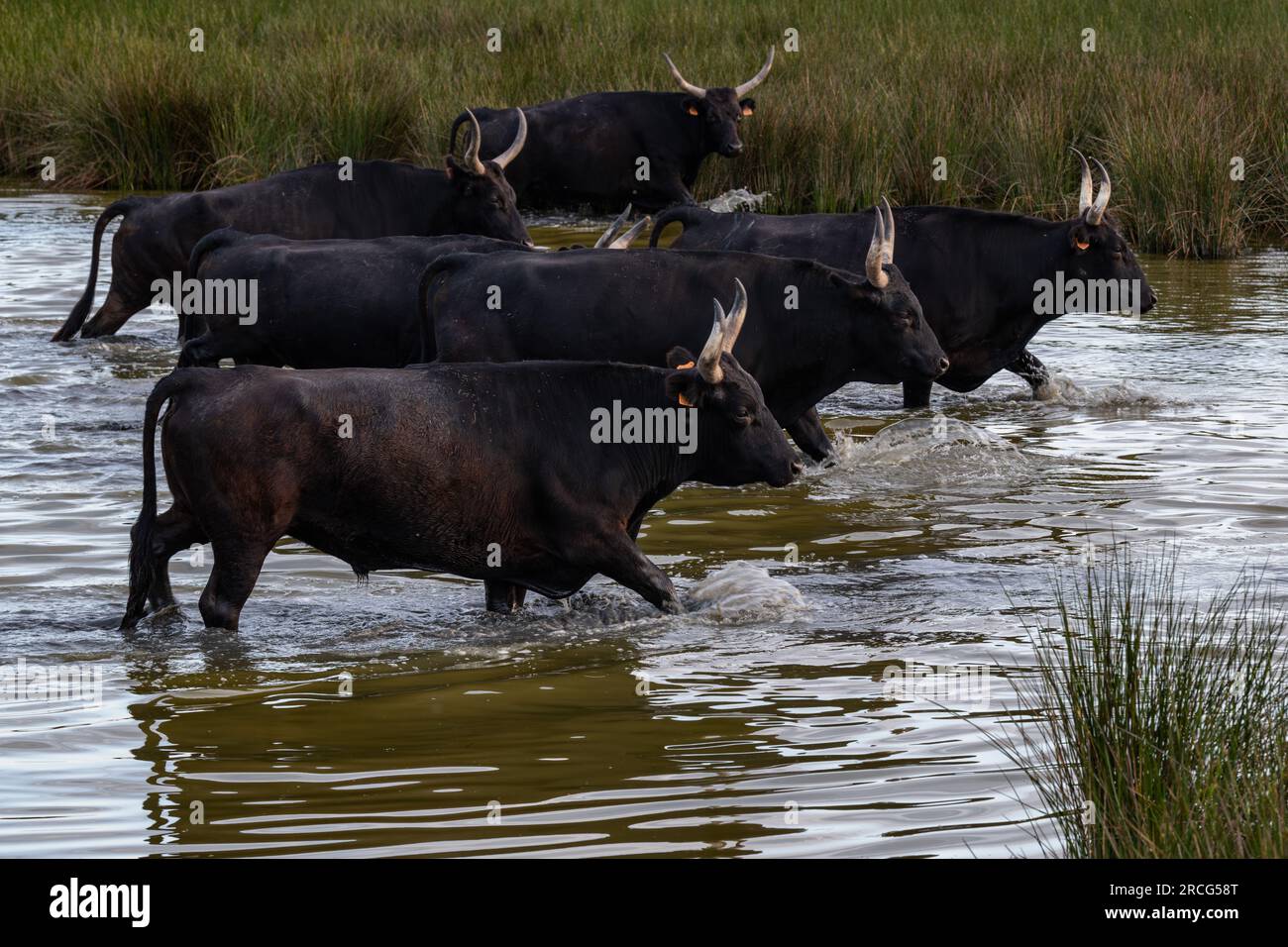 Bulls in the camargue land accross the river, France Stock Photo - Alamy
