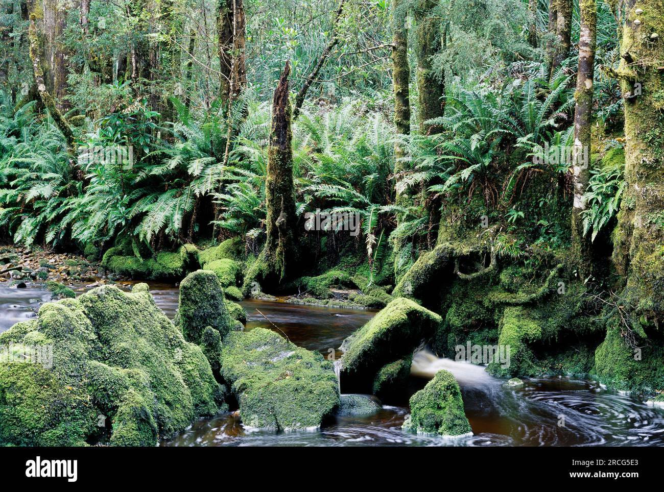 Bird River, Tasmania, Australia Stock Photo - Alamy