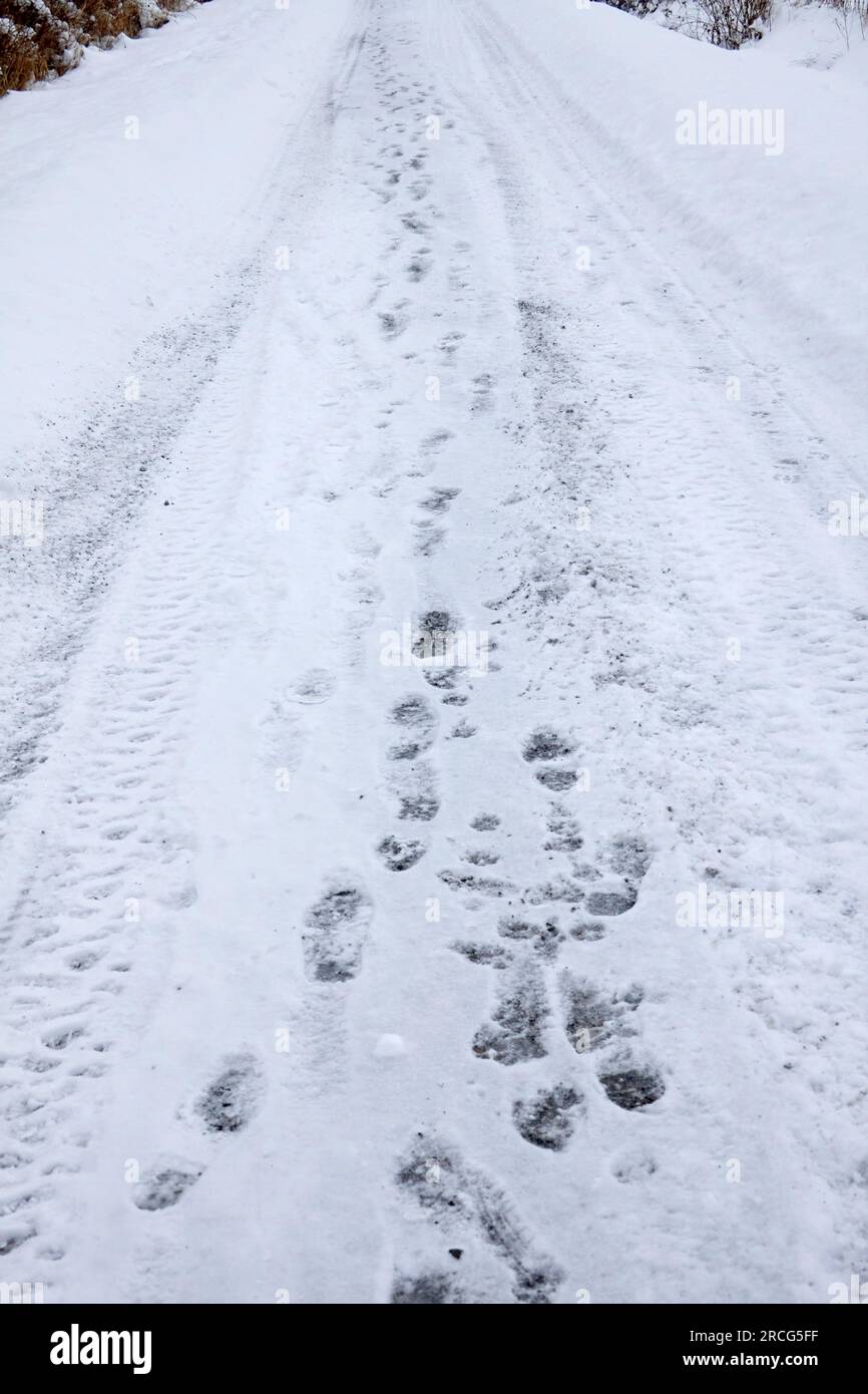 Footprints and tire tracks are on a snowy road Stock Photo - Alamy