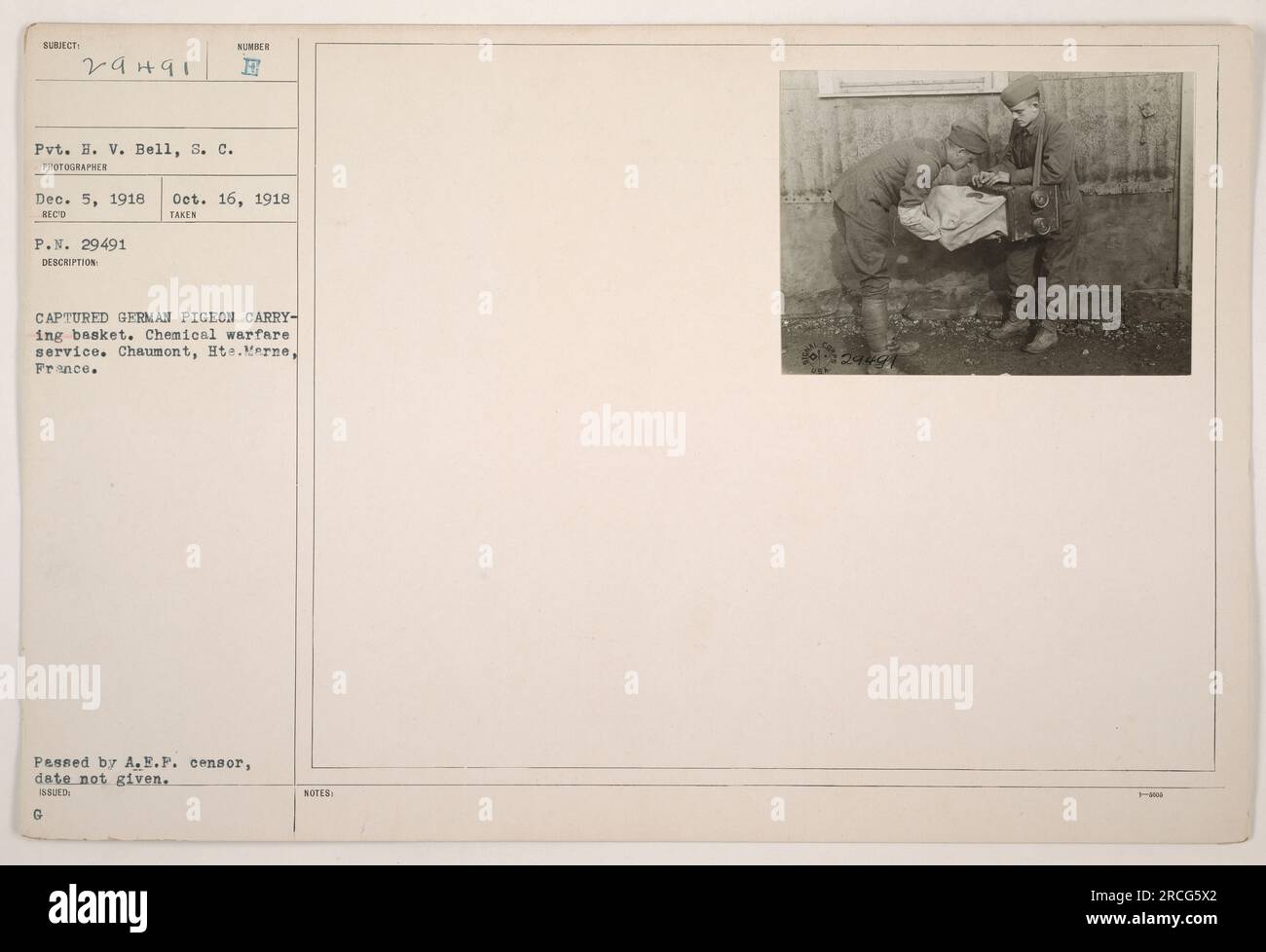 Captured german pigeon hi-res stock photography and images - Alamy