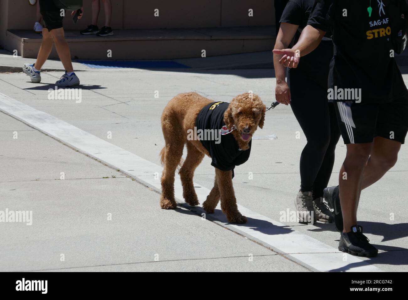 Fran drescher dog hi-res stock photography and images - Alamy