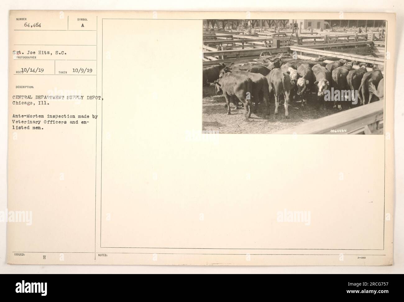 Veterinary officers and enlisted men conducting ante-mortem inspection ...