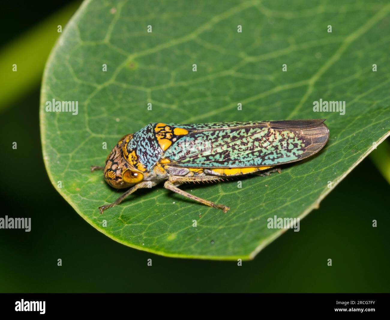 Broad-Headed Sharpshooter (Oncometopia orbona) roosting on a leaf, side ...