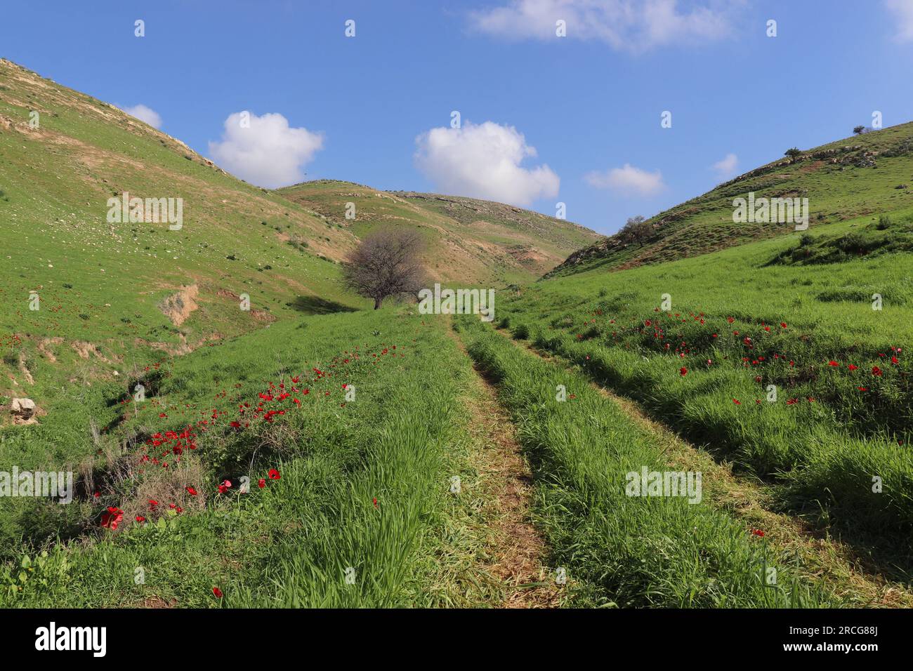 Irbid, Jordan : Amazing Green landscapes (Valley of the Ants) Wadi Al ...