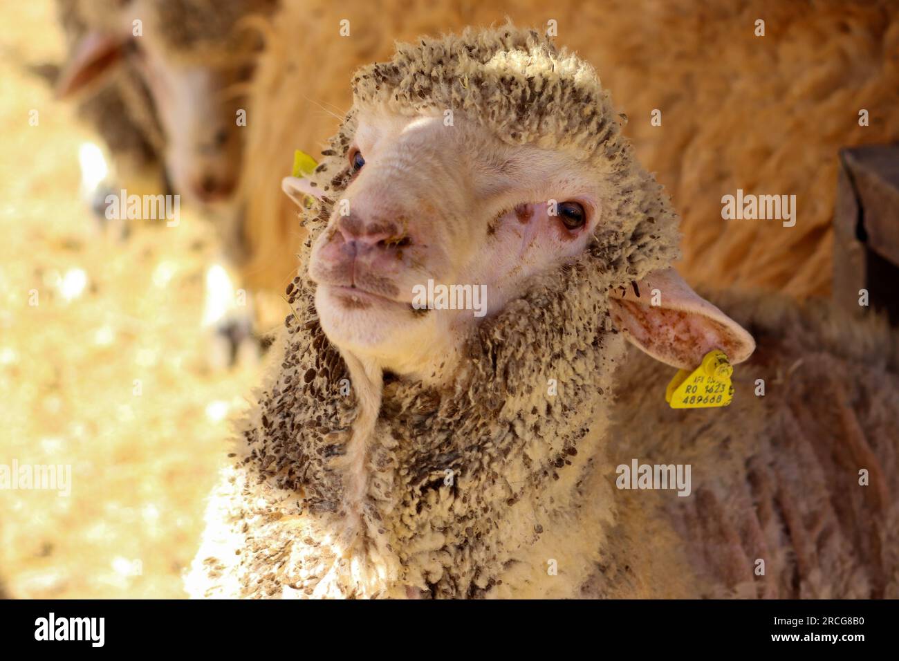 Little Australian lamb nside the sheep pen in the Eid al-Adha sacrifice ...