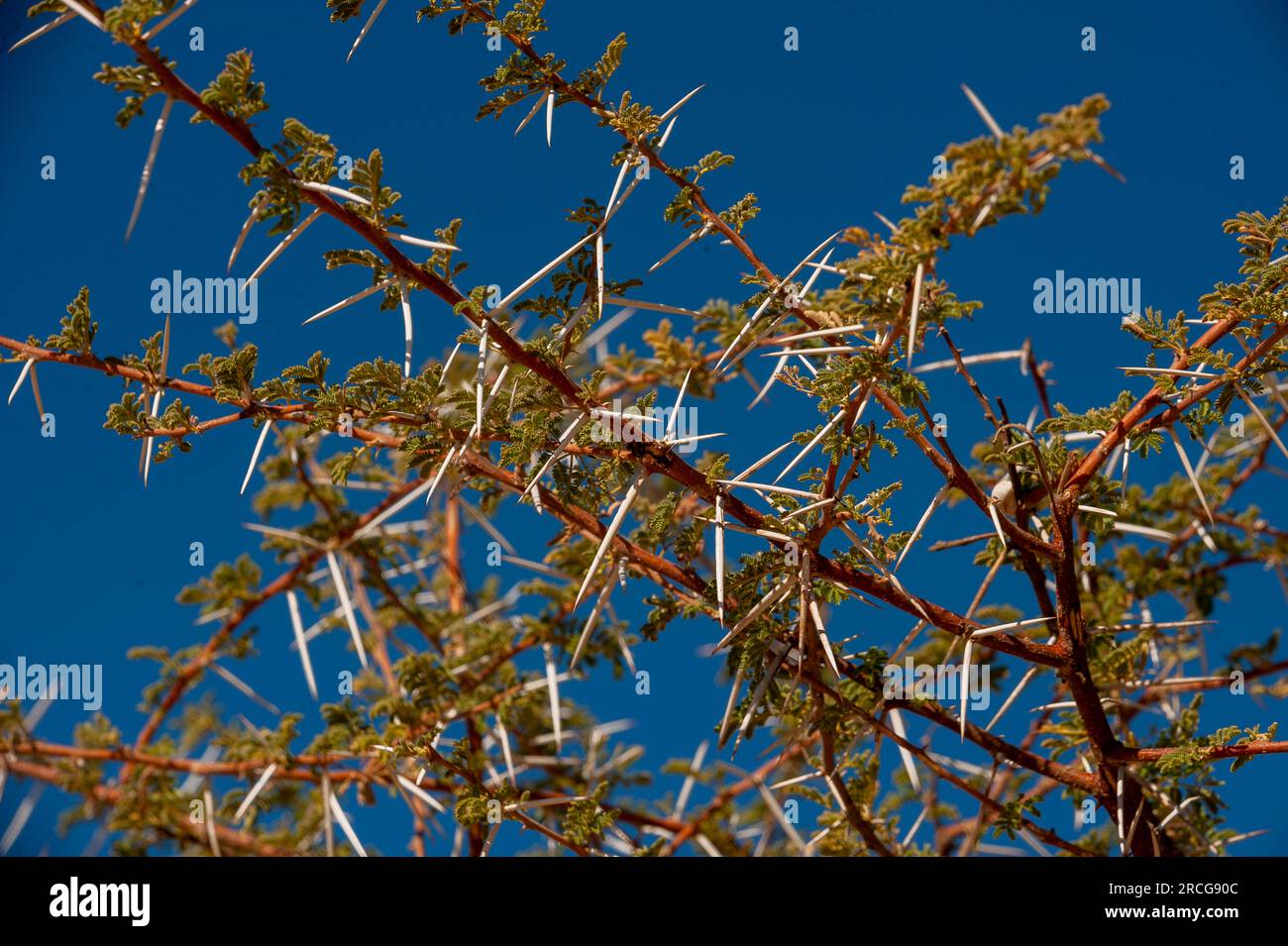 African thorn tree hi-res stock photography and images - Alamy