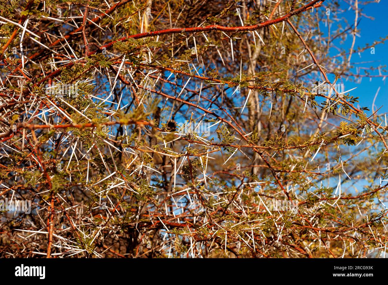 African thorn tree hi-res stock photography and images - Alamy