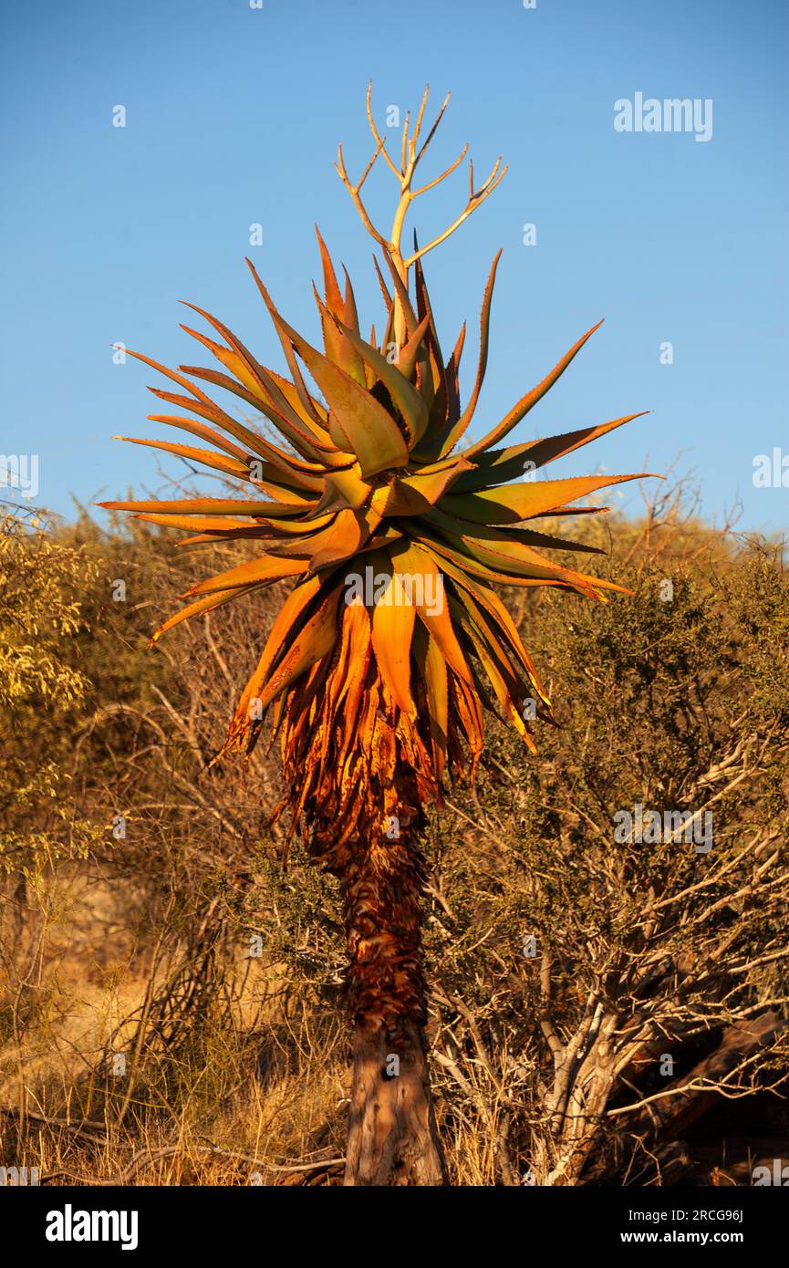 Wild growing aloe vera tree (Aloe barbadensis) on Lake Oanob, Namibia ...