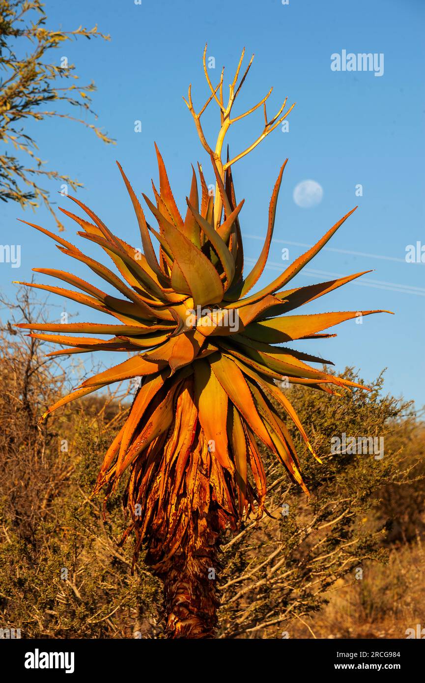Wild growing aloe vera tree (Aloe barbadensis) on Lake Oanob, Namibia ...