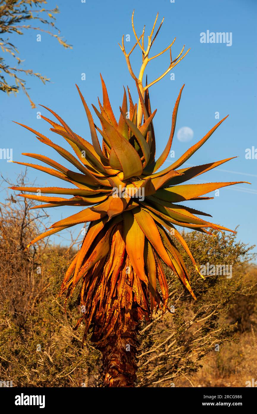 Wild growing aloe vera tree (Aloe barbadensis) on Lake Oanob, Namibia ...