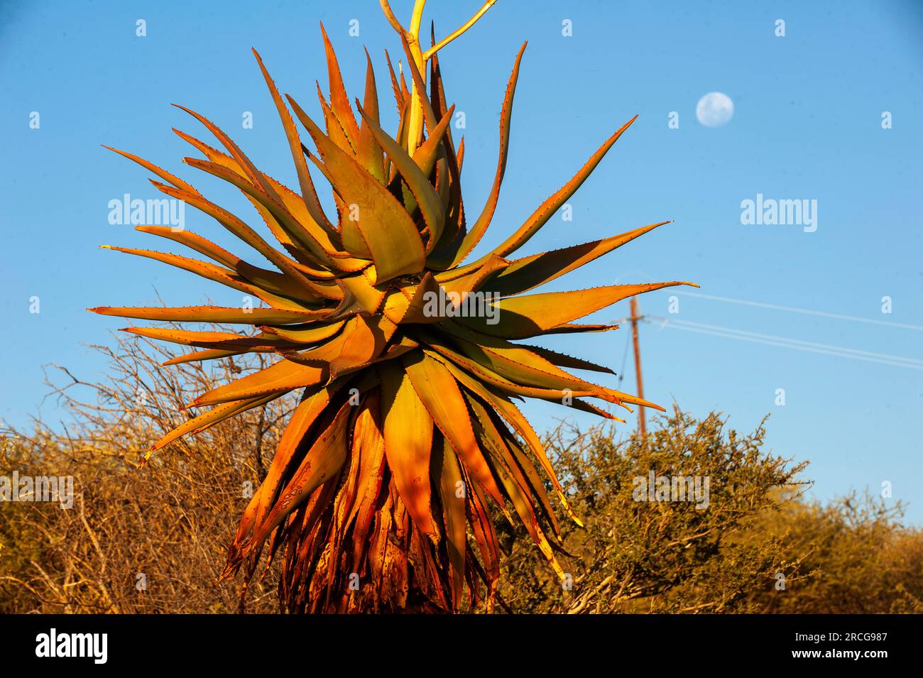 Wild growing aloe vera tree (Aloe barbadensis) on Lake Oanob, Namibia ...