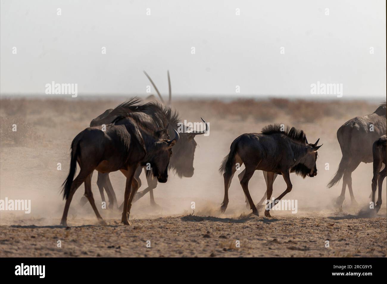 Wildebeest kicking dust at Etosha National Park, Namibia Stock Photo ...
