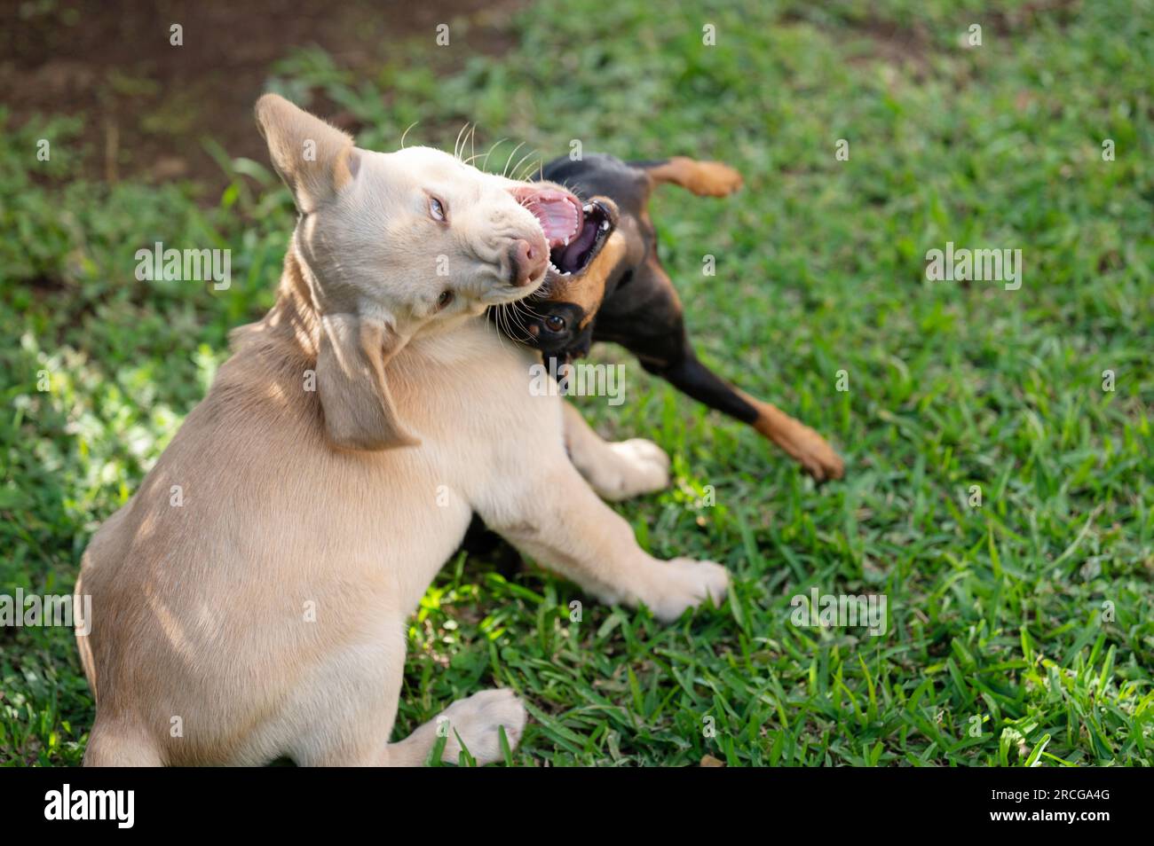 Happy biting two puppy dogs on green grass background Stock Photo - Alamy