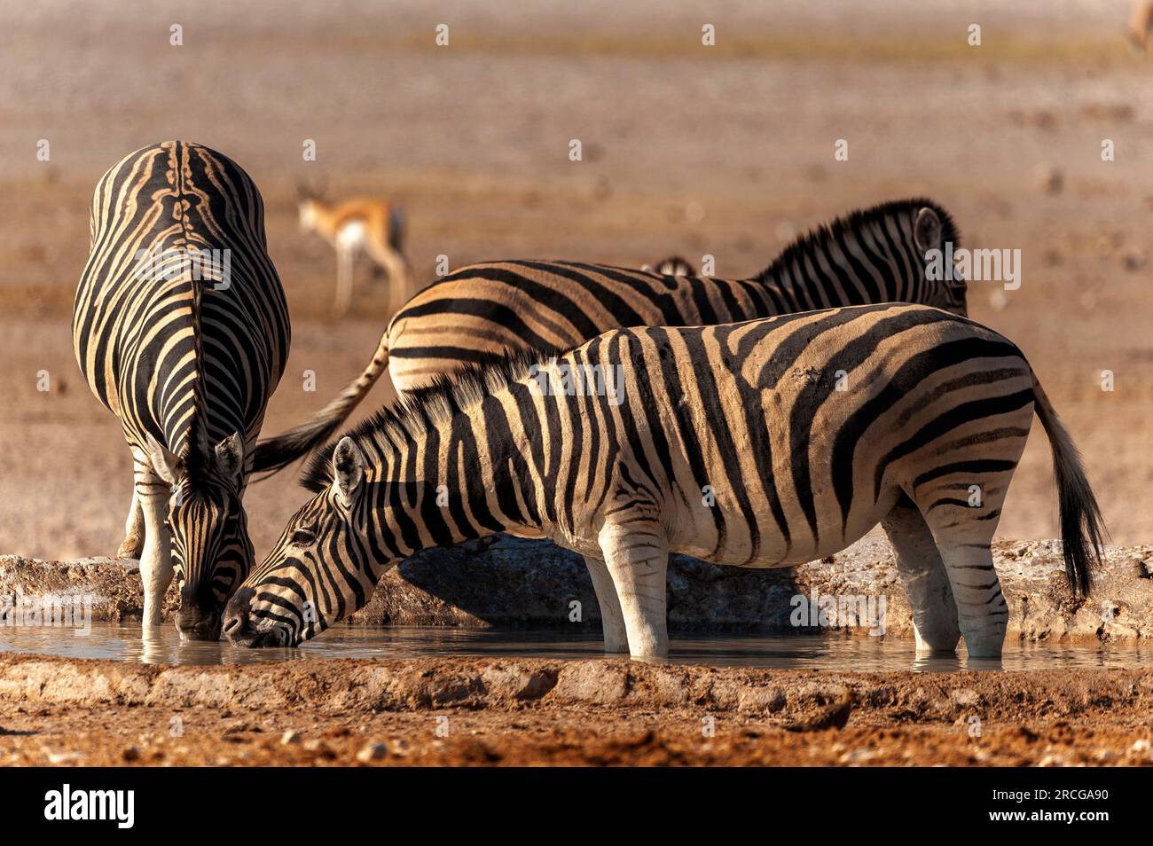 Zebras drinking at Nebrowni waterhole, Etosha National Park, Namibia ...