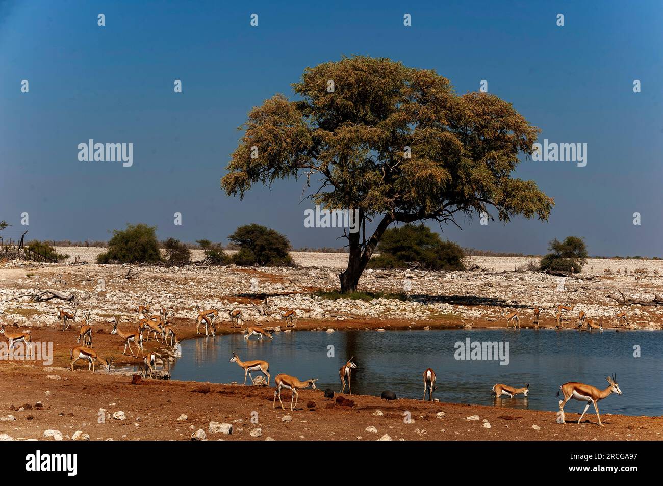 Springbok herd at Okaukuejo waterhole, Etosha National Park, Namibia ...