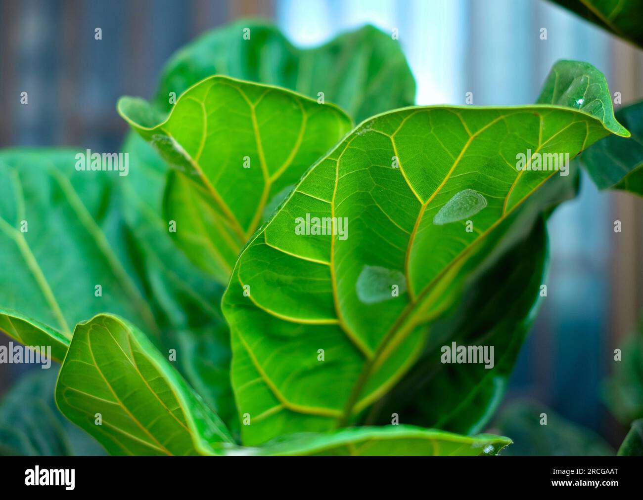 Africa rainforest fig hi-res stock photography and images - Alamy