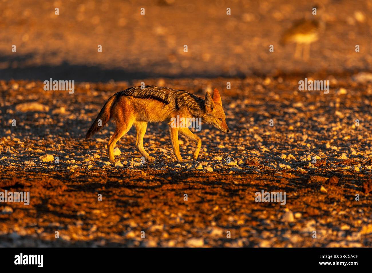 Black backed jackal at Chudob waterhole near sunset, Etosha National ...