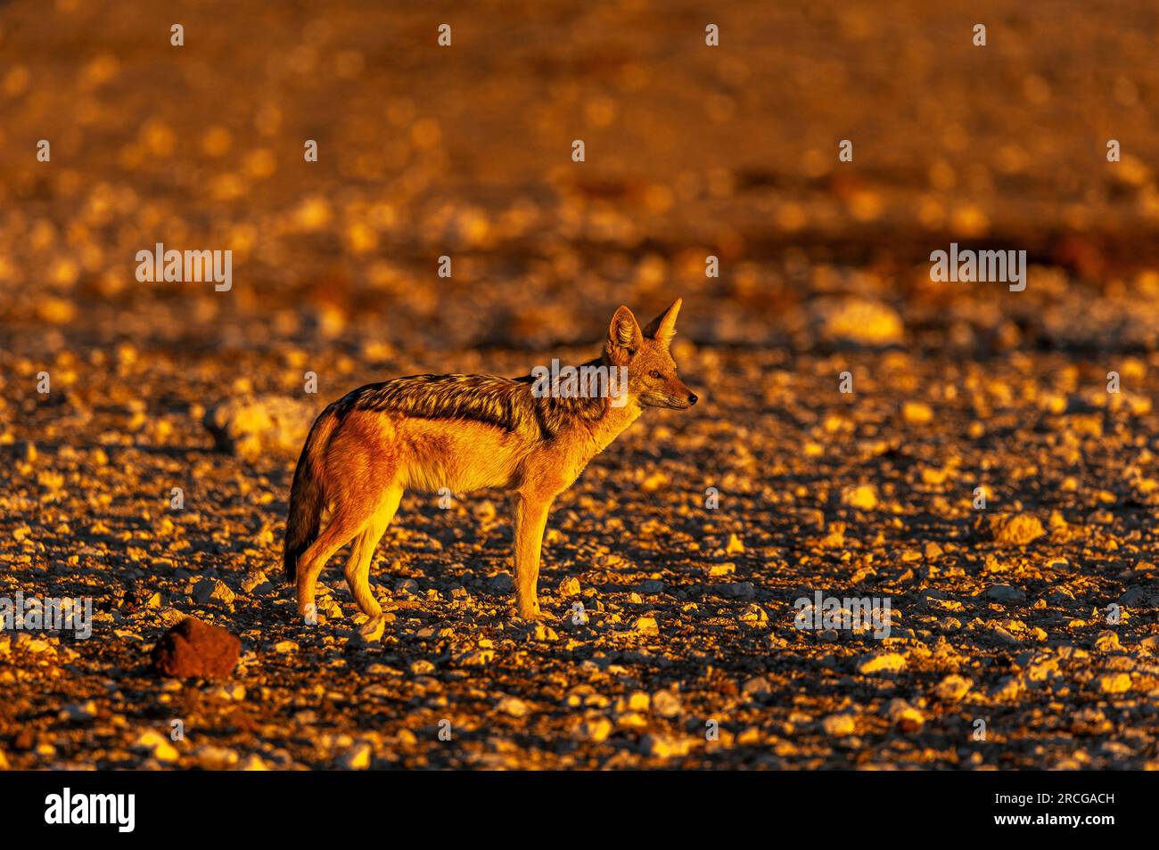 Black backed jackal at Chudob waterhole near sunset, Etosha National ...