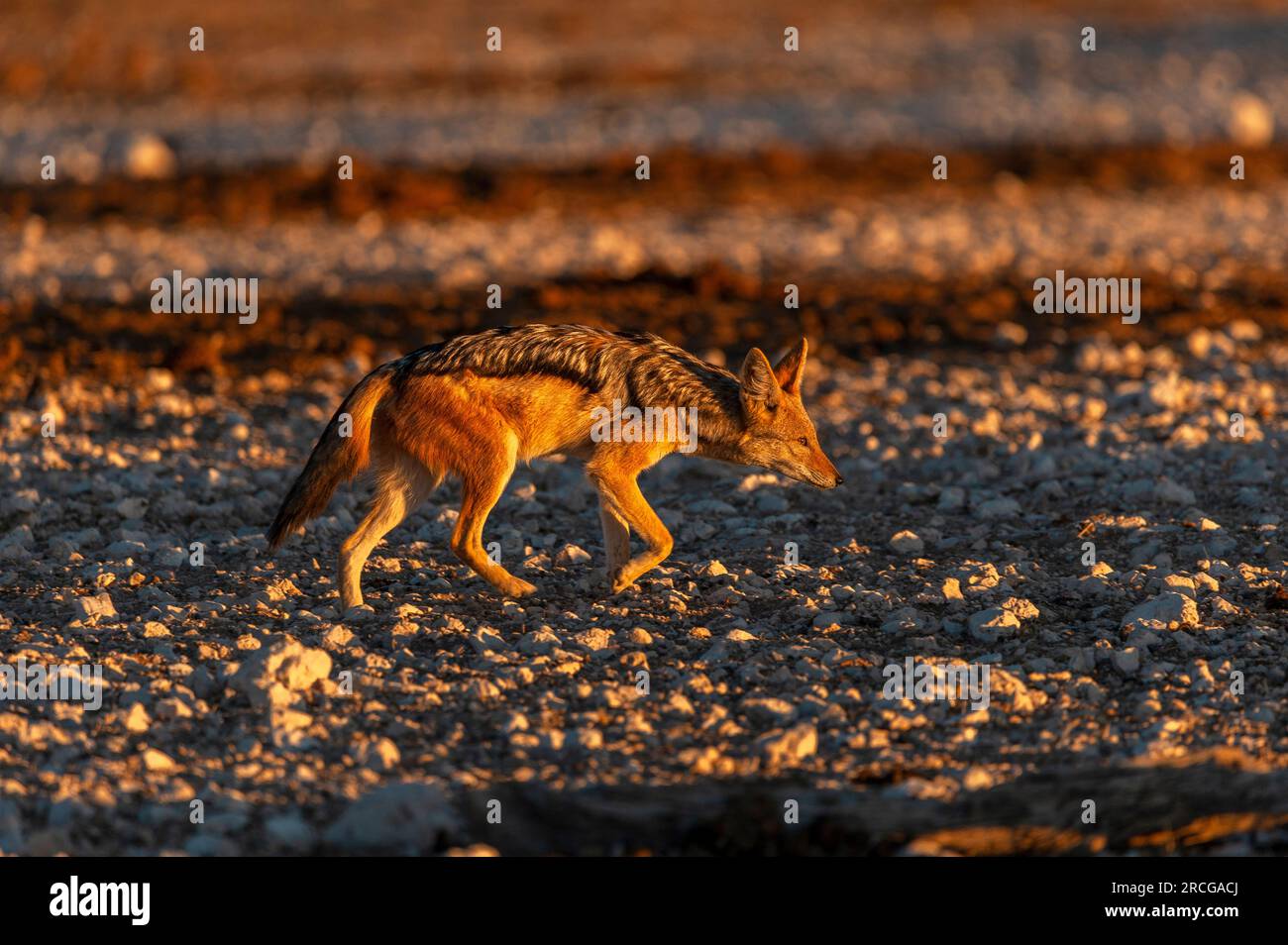 Black backed jackal at Chudob waterhole near sunset, Etosha National ...