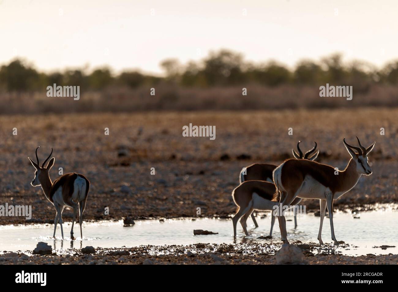 Springboks at Gemsbokvlakte waterhole, Etosha National Park, Namibia ...