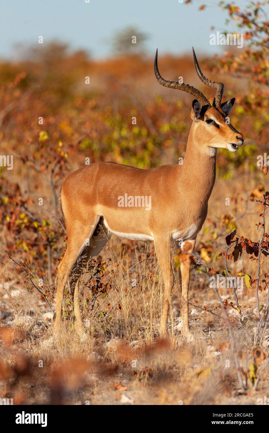 Herbivore impala hi-res stock photography and images - Alamy