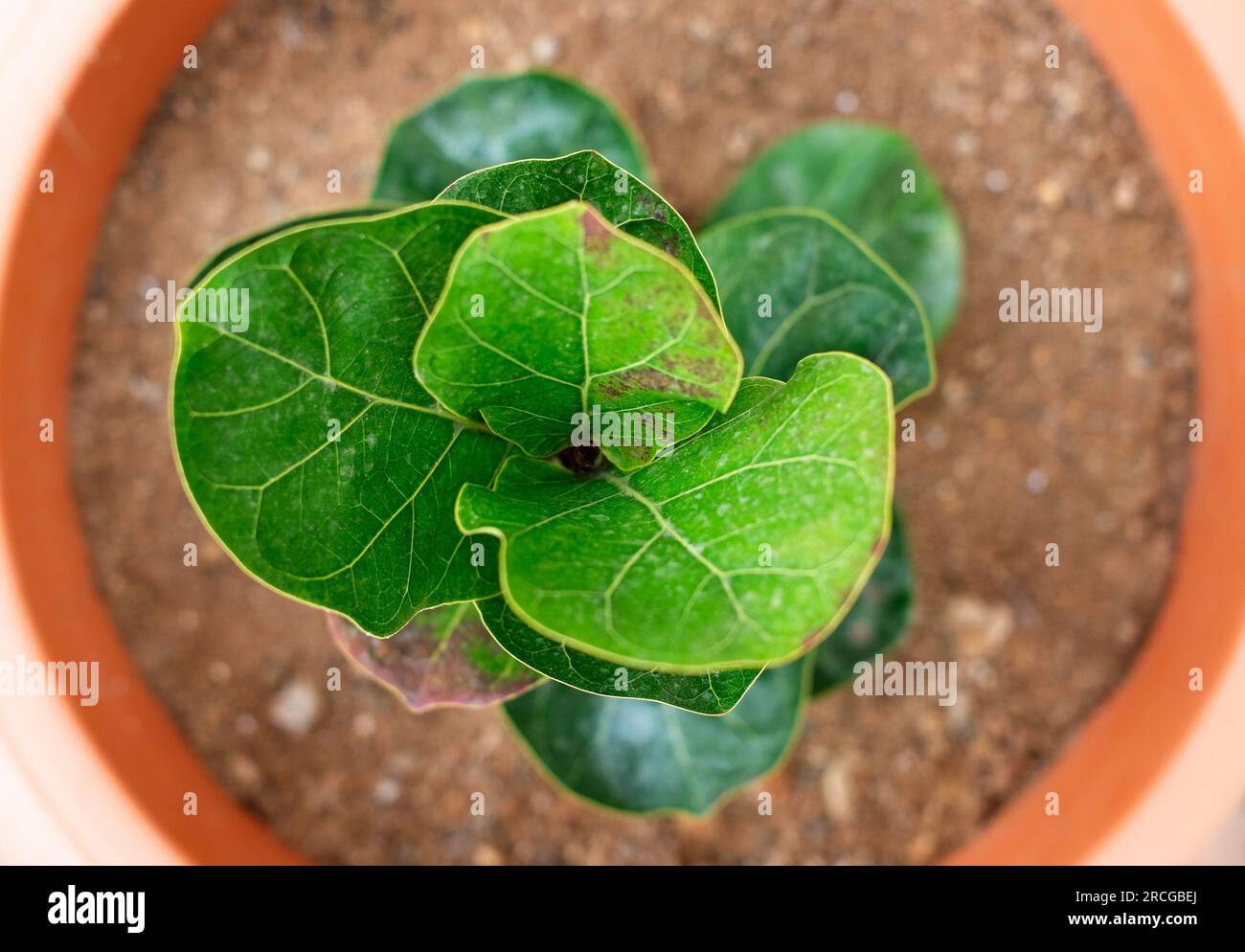 Potted fiddle-leaf fig (Ficus lyrata Stock Photo - Alamy