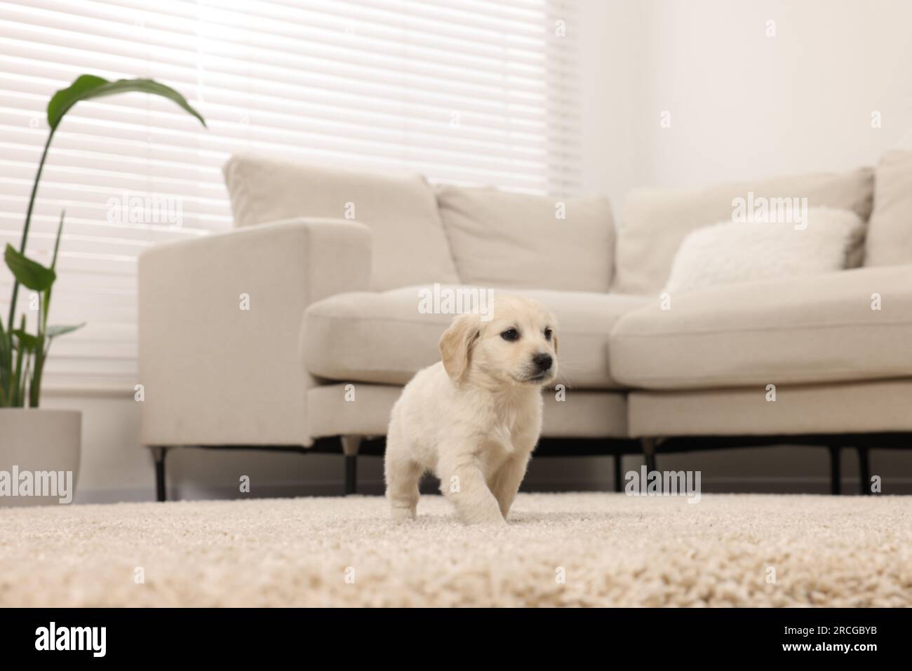 Beige furry carpet hi-res stock photography and images - Alamy