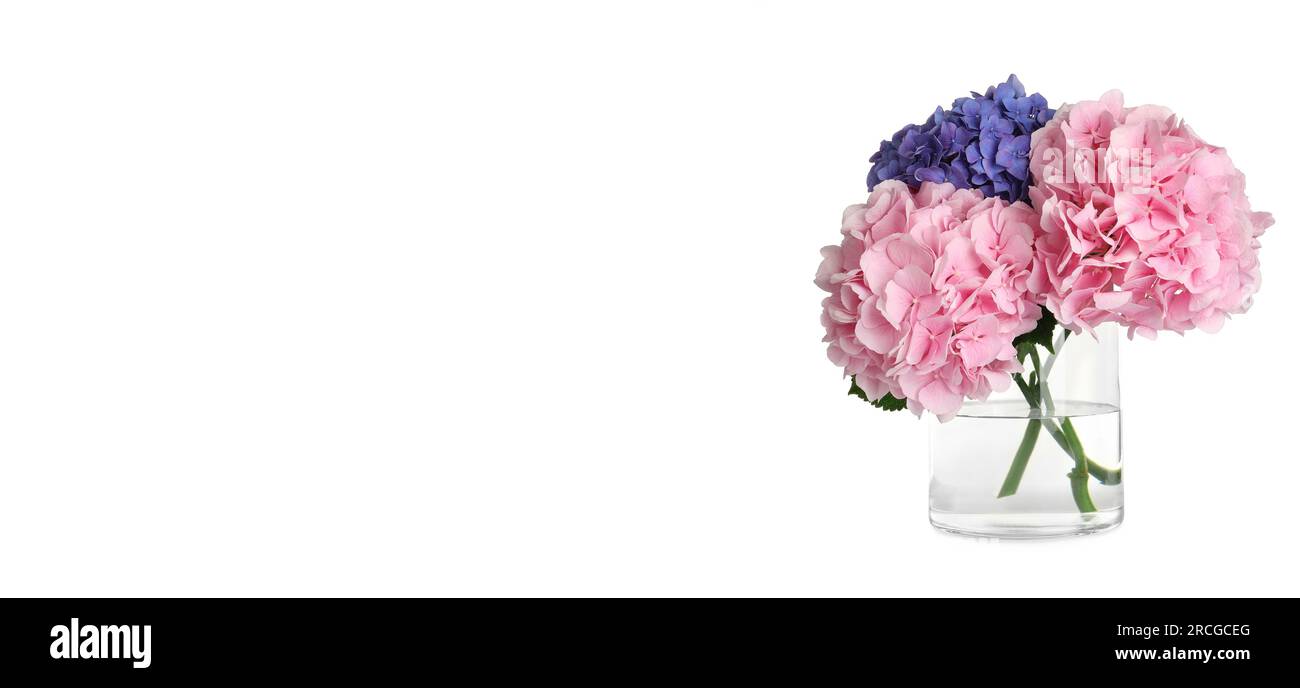 Stylish vase with beautiful hydrangea flowers on white background ...