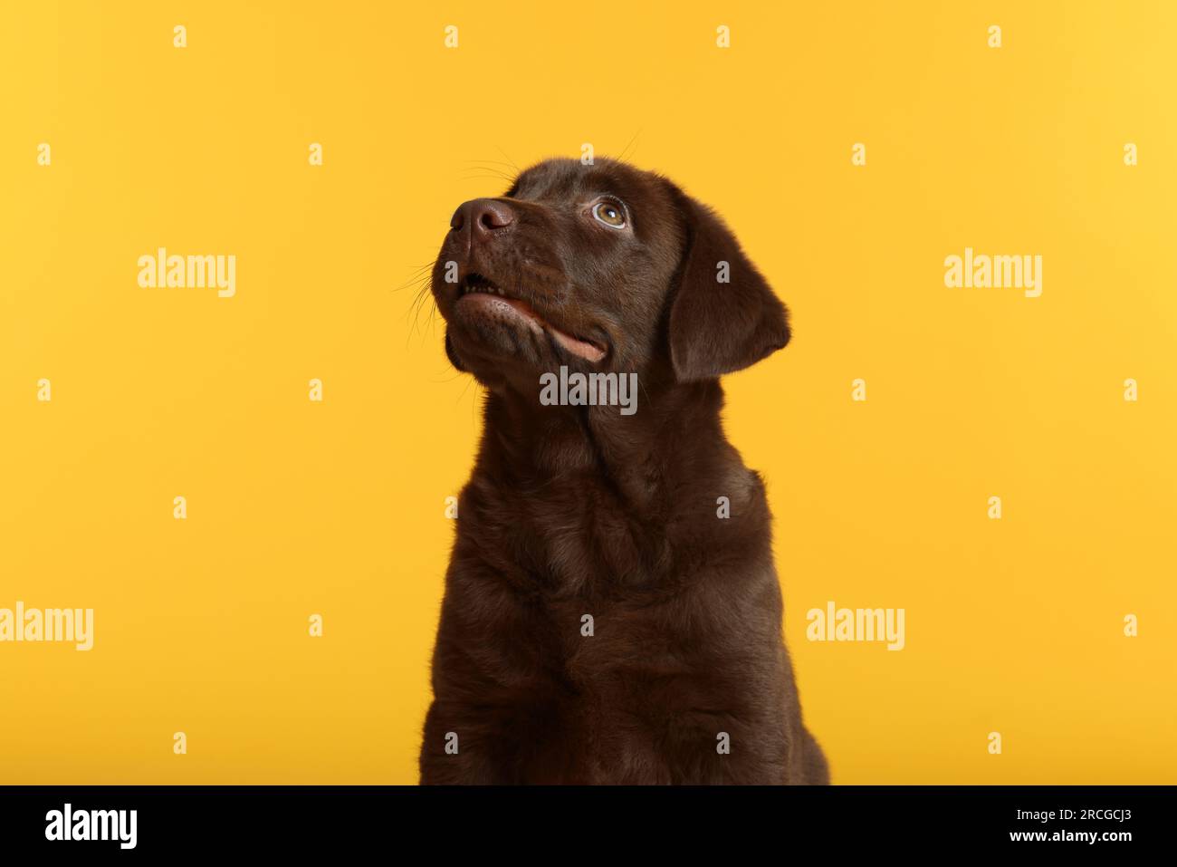 Cute chocolate Labrador Retriever puppy on yellow background Stock ...