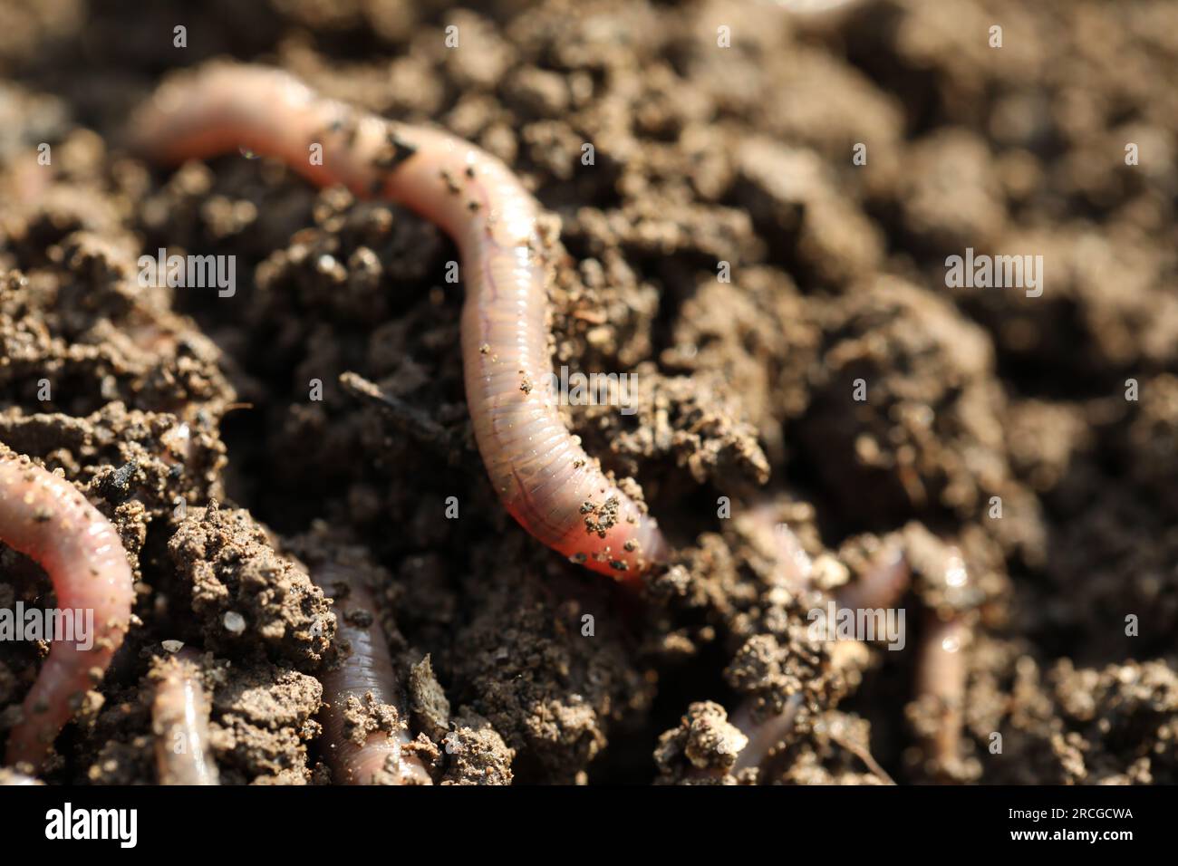 Worms in wet soil, closeup. Terrestrial invertebrates Stock Photo - Alamy