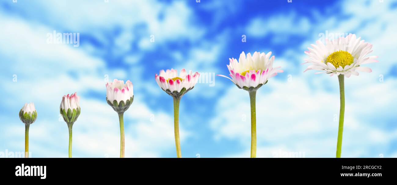 Blooming stages of beautiful daisy flower against sky Stock Photo - Alamy