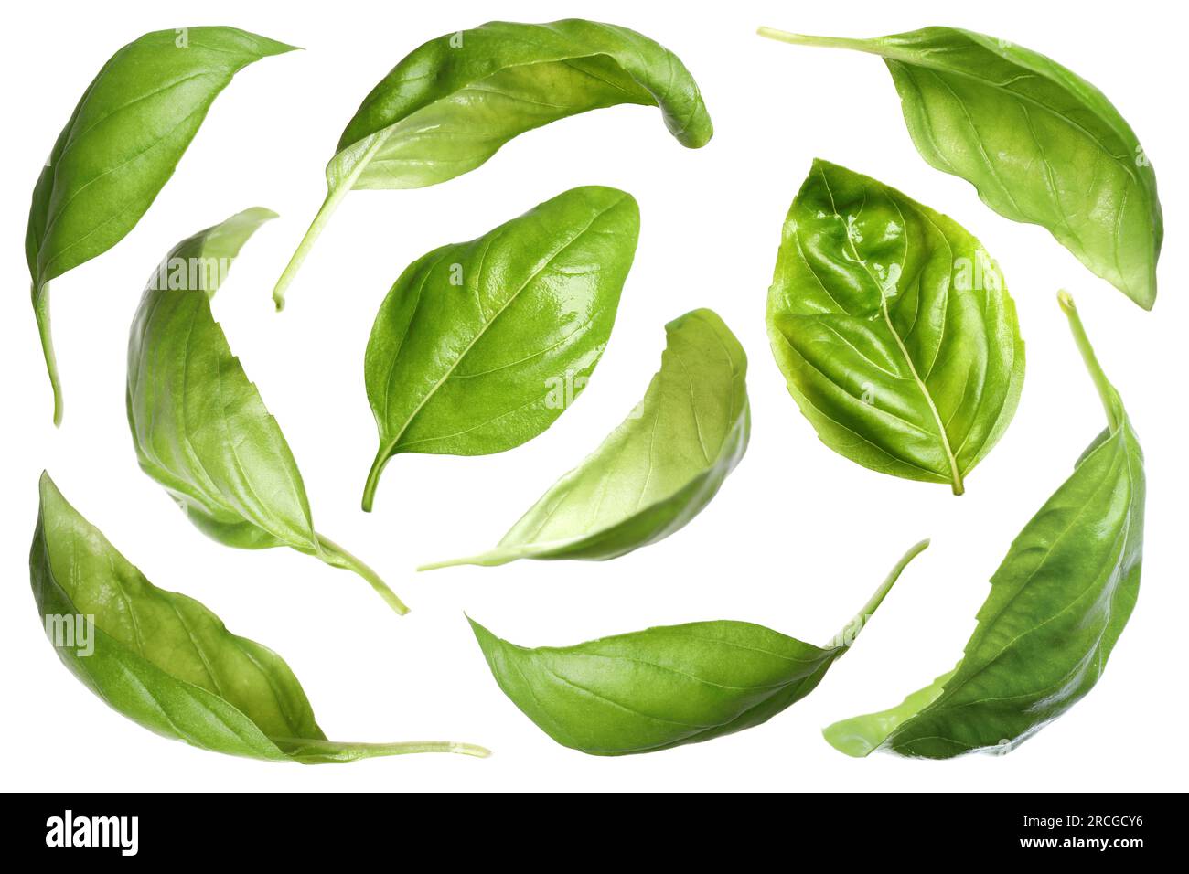 Healthy herb. Collage with green basil leaves on white background Stock ...