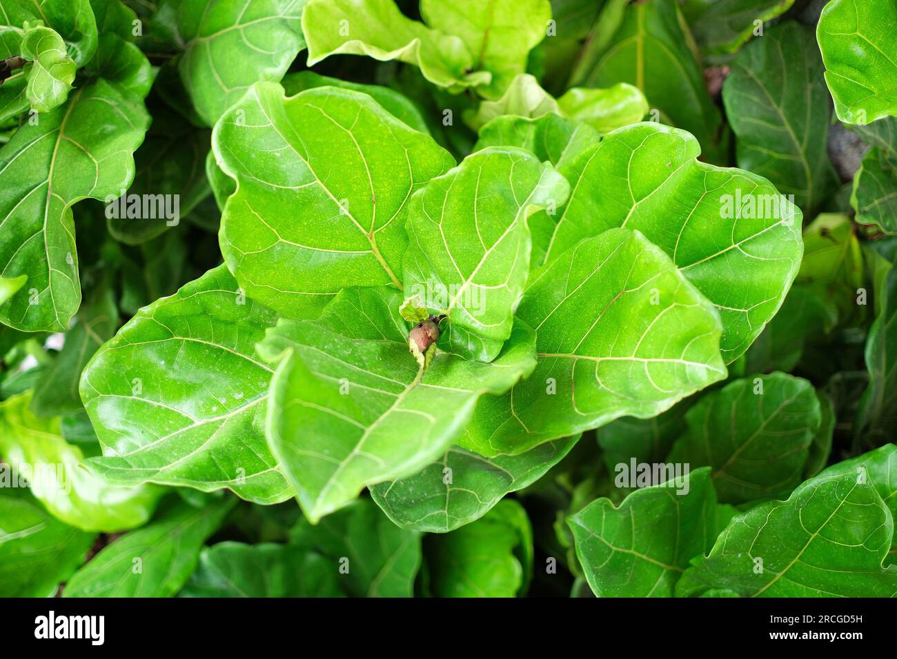 Ficus lyrata or fiddle-leaf fig plant Stock Photo - Alamy