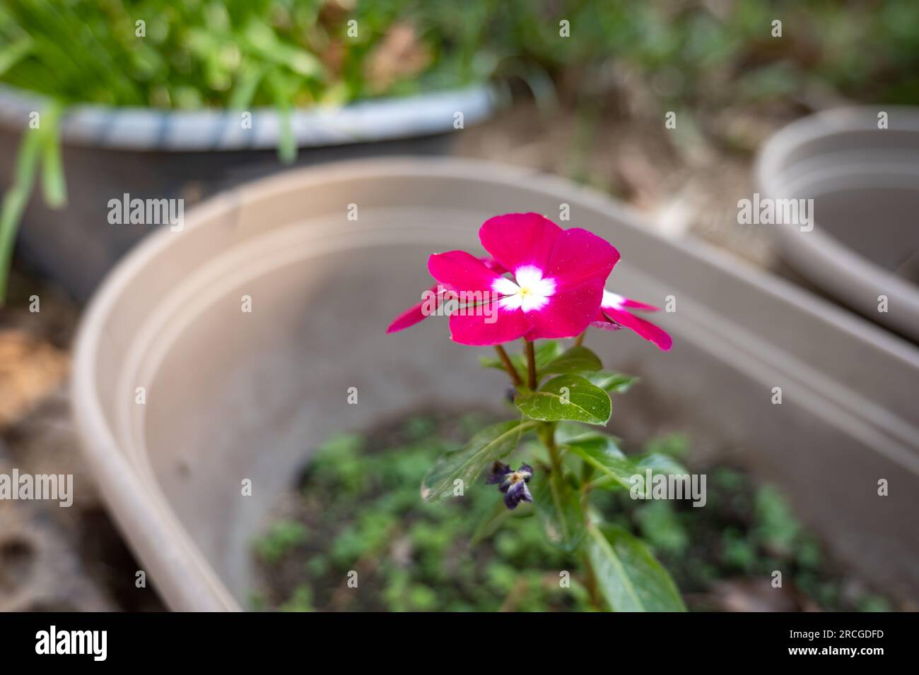 Madagascar Periwinkle (Catharanthus roseus) Also Known as Bright Eyes ...