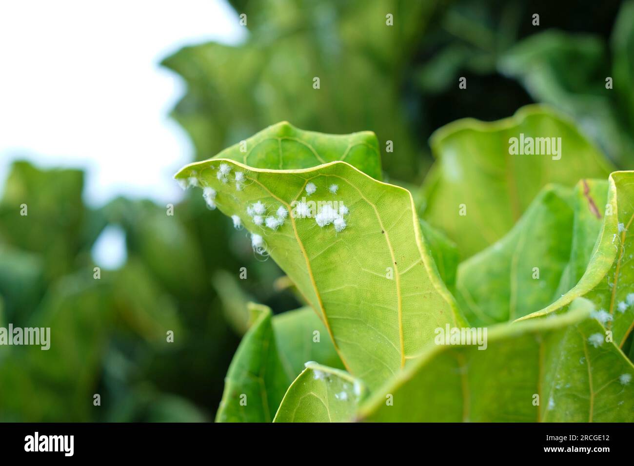 Leaves of fiddle-leaf fig (Ficus lyrata) inseted with woolly aphids ...