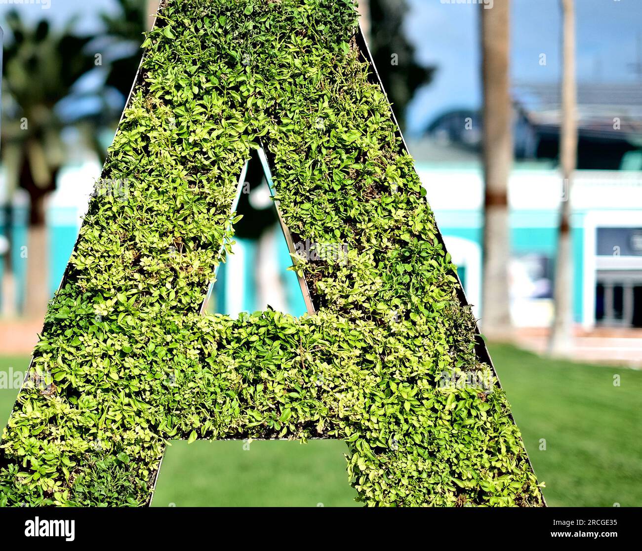 Capital letter A composed of potted green plants Stock Photo - Alamy
