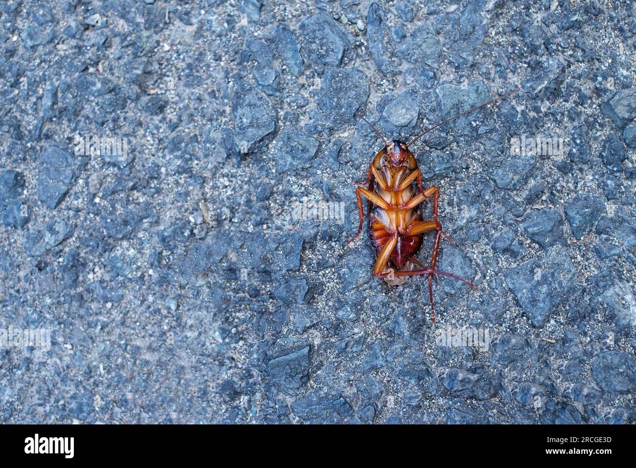 Dead bug, pest control illustration Stock Photo - Alamy