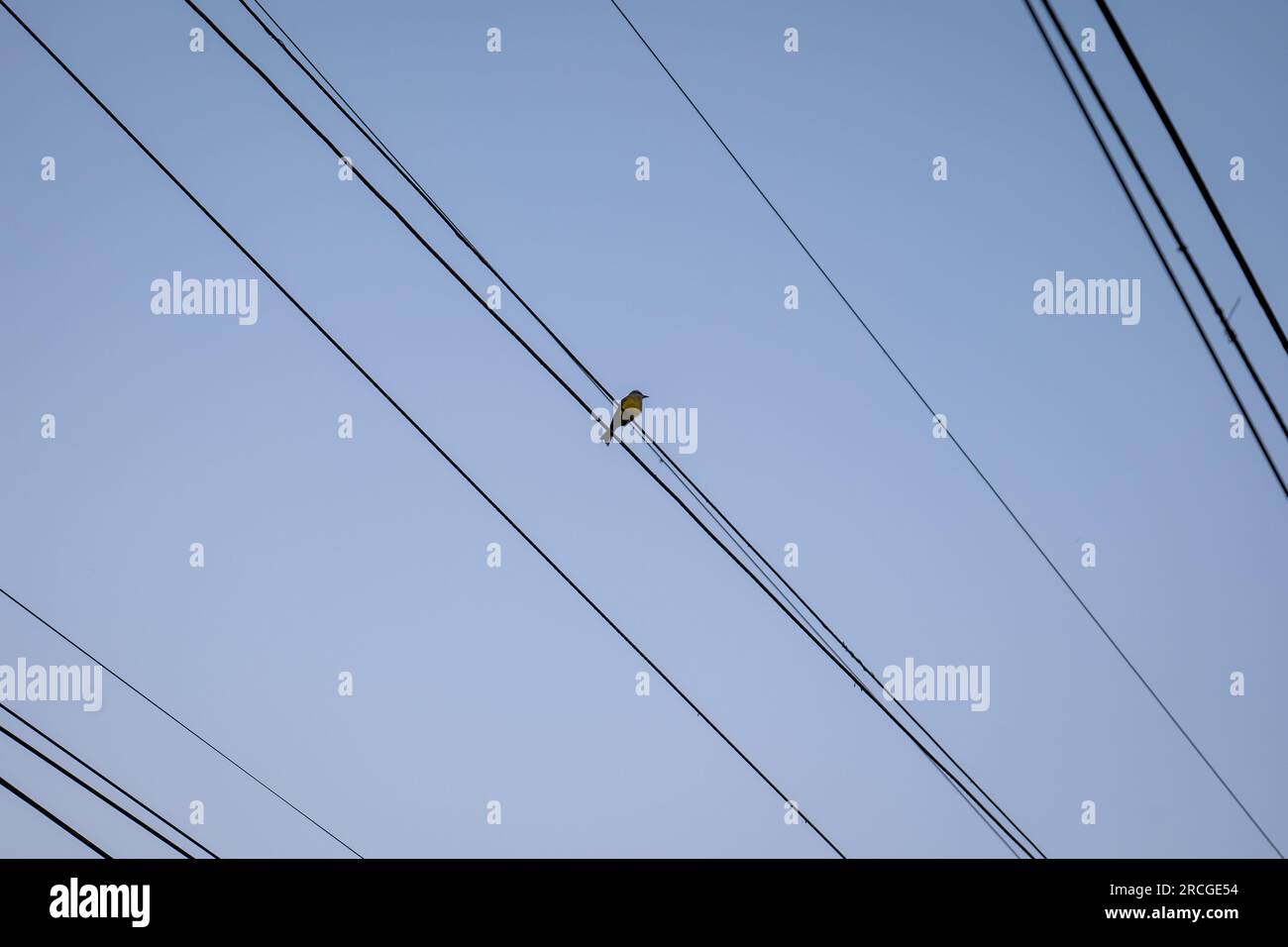 Great Kiskadee (Pitangus sulphuratus) Passerine Birds in the Tyrant ...