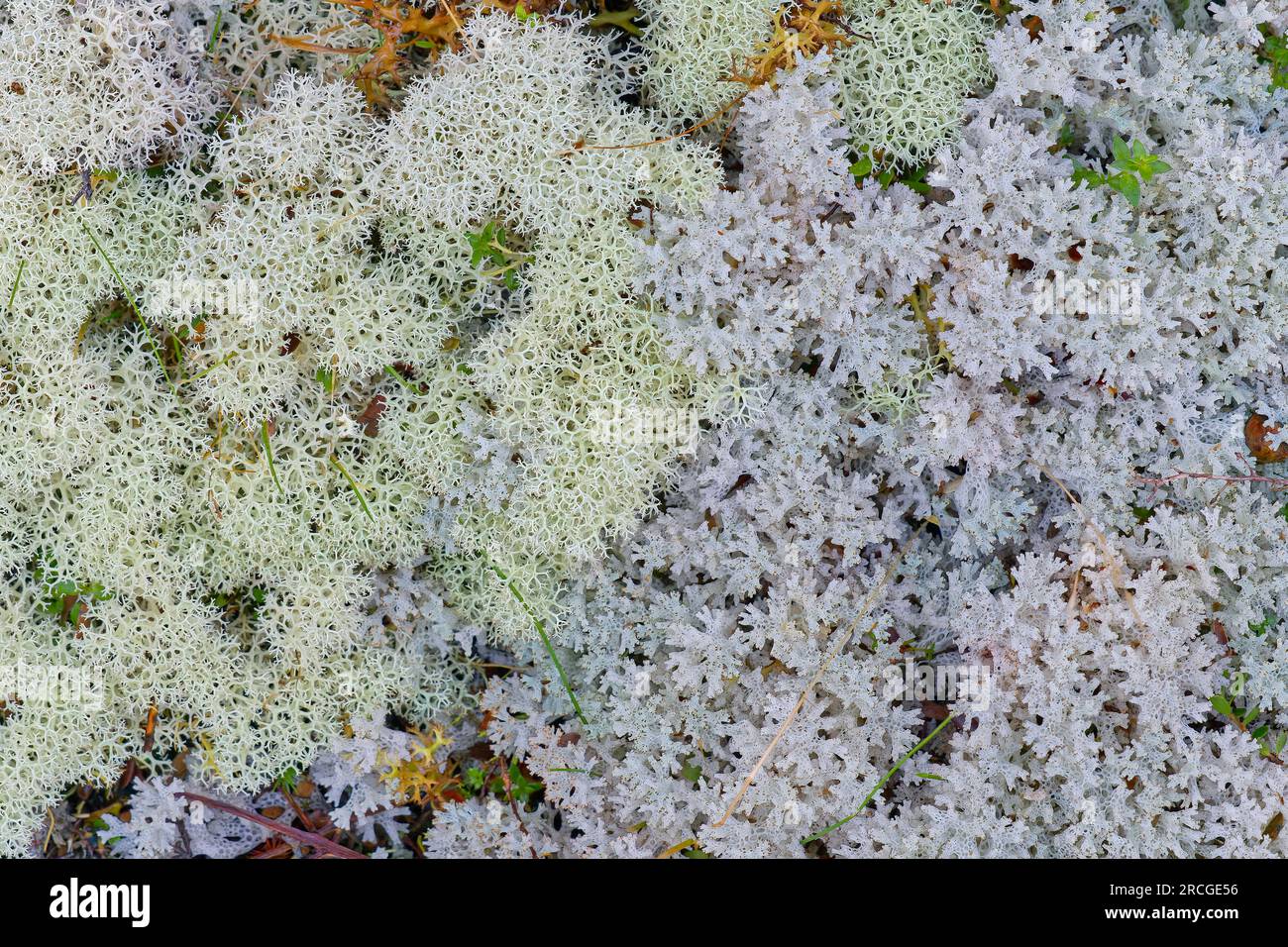 Pulchrocladia hi-res stock photography and images - Alamy