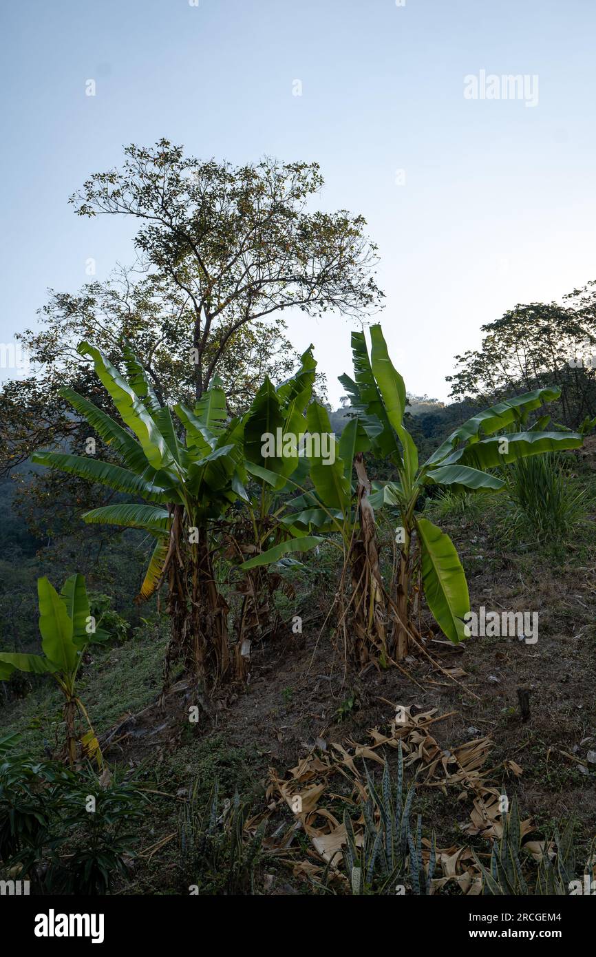A Bunch of Banana Plants in the Forest at Dusk Stock Photo - Alamy